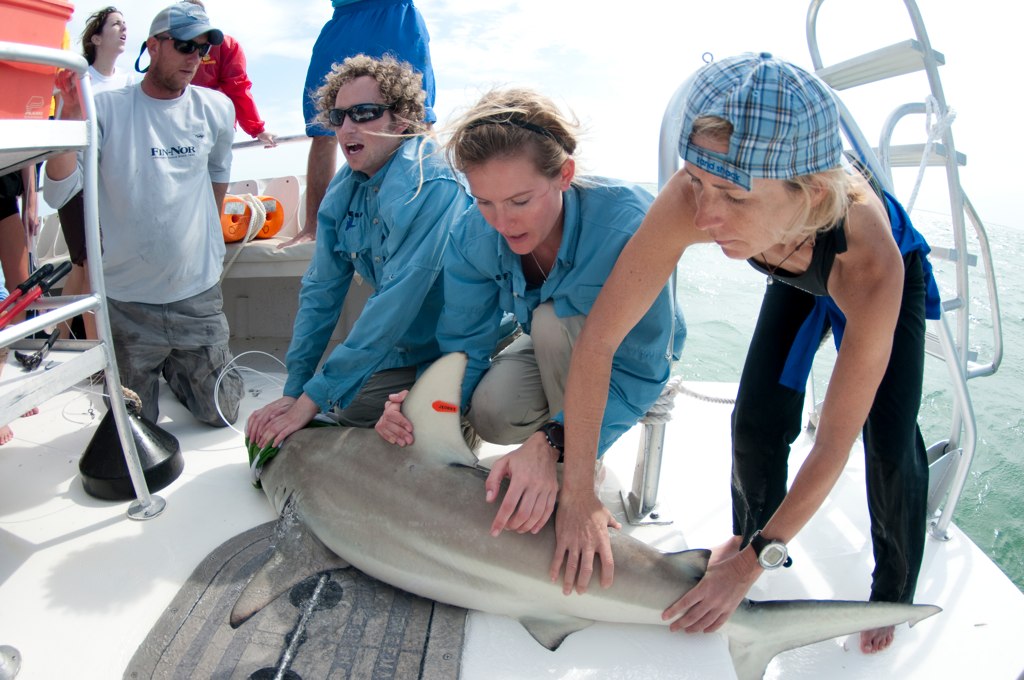 Tag – Shark Research & Conservation Program (SRC) | University of Miami