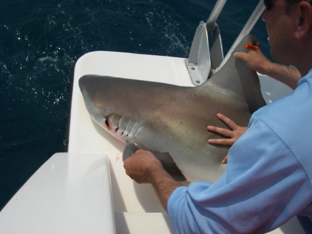 Shark Adventure 3/12/2010 – Shark Research & Conservation Program (SRC) | University of Miami