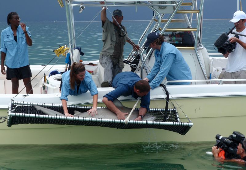 Shark Research Featured on Animal Planet – Wild Recon (March 9 @ 8 pm ...
