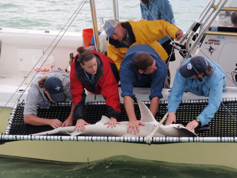 Shark Research Featured on Animal Planet – Wild Recon (March 9 @ 8 pm ...