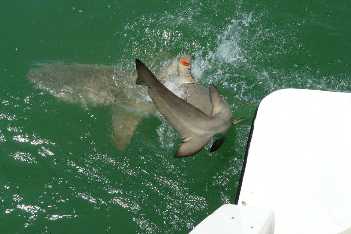 The Best Shark Trip Ever! – Shark Research & Conservation Program (SRC ...