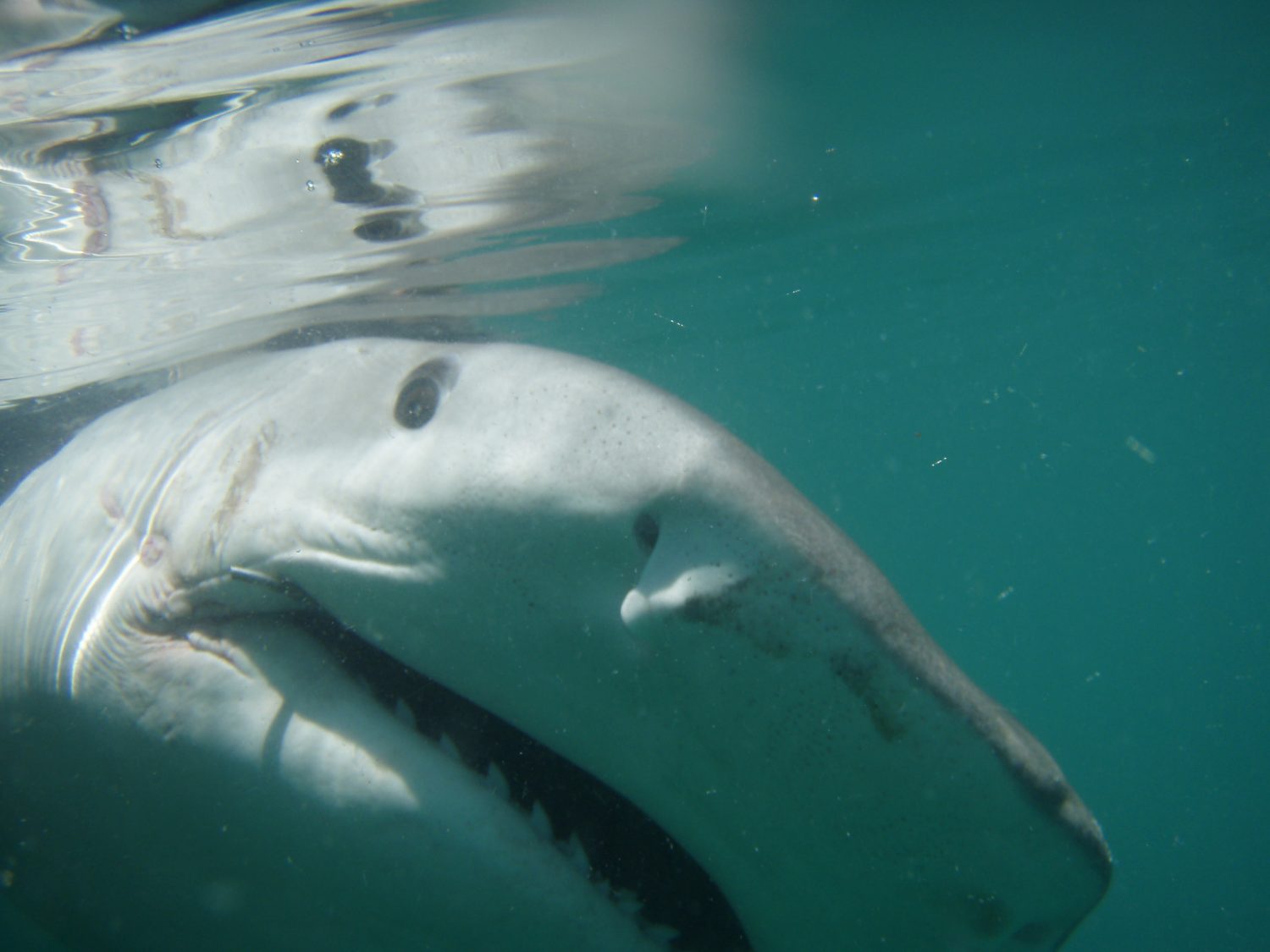Reunited – Shark Trips June 9-11 – Shark Research & Conservation ...