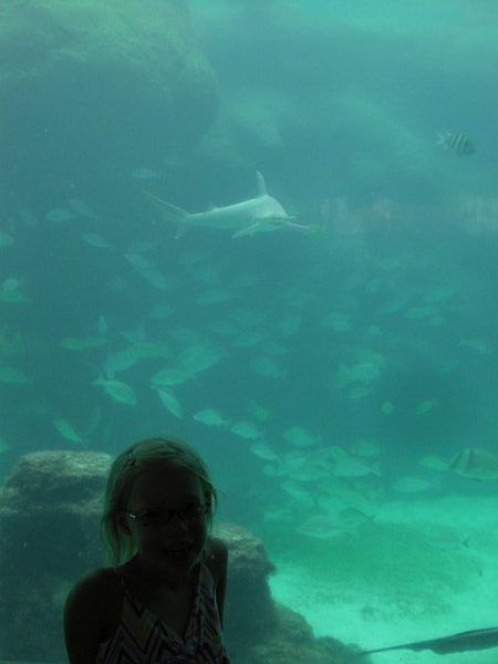 Saving Sharks with Sophi – Blog 13 – Meeting in the Bahamas – Shark ...