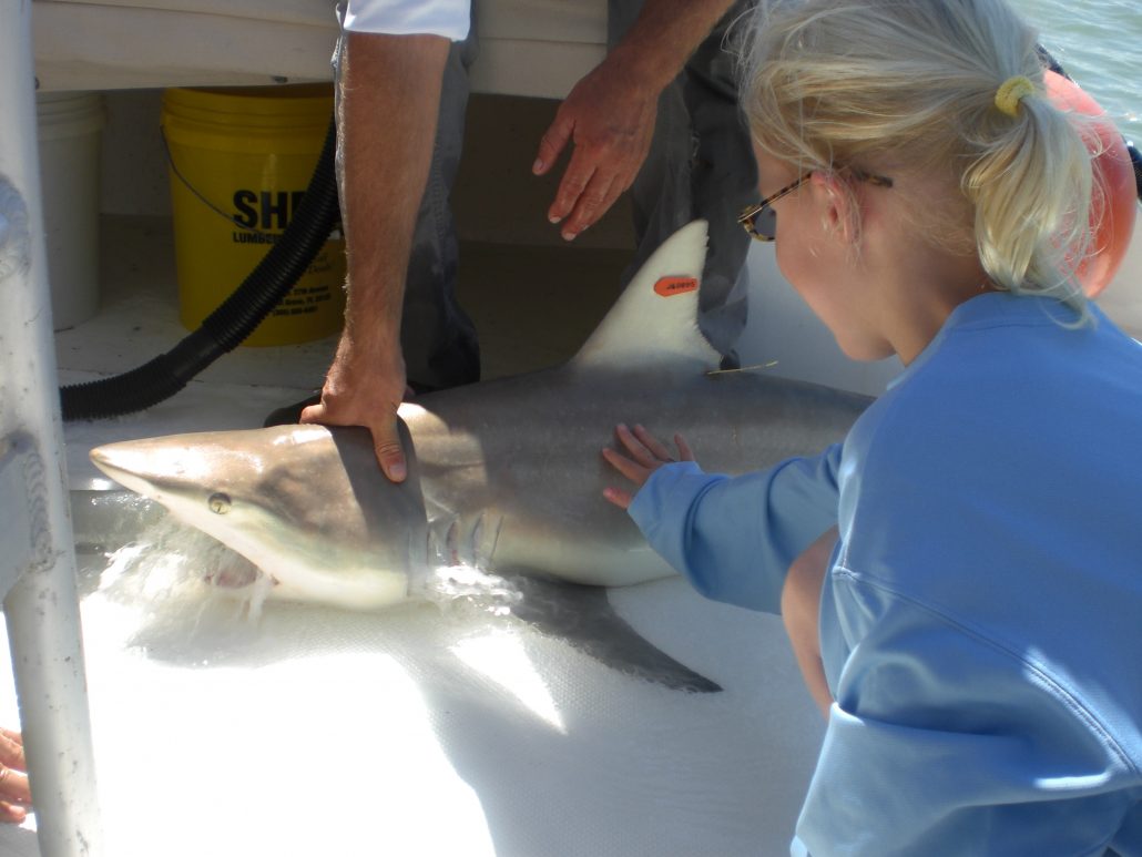Saving Sharks with Sophi – Blog 21 – A day with RJD – Shark Research ...