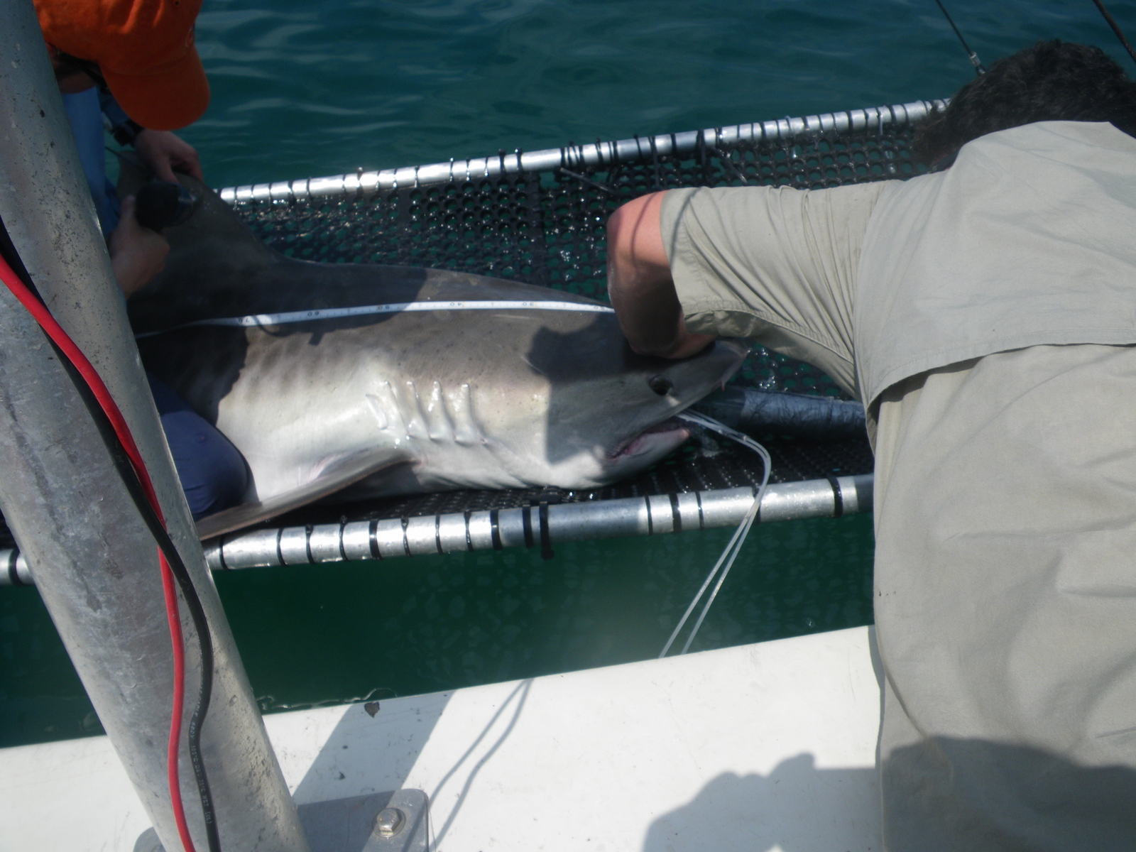 “Welcome to the Jungle” – Shark Research & Conservation Program (SRC ...