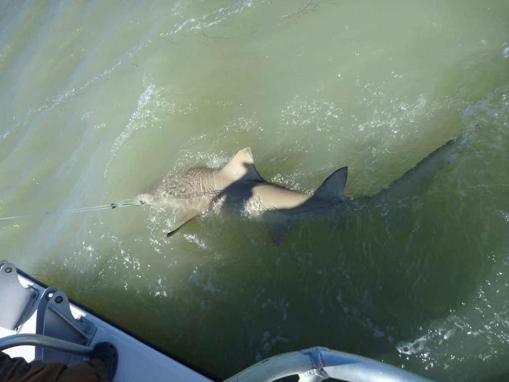 A Great Experience – Shark Research & Conservation Program (SRC ...