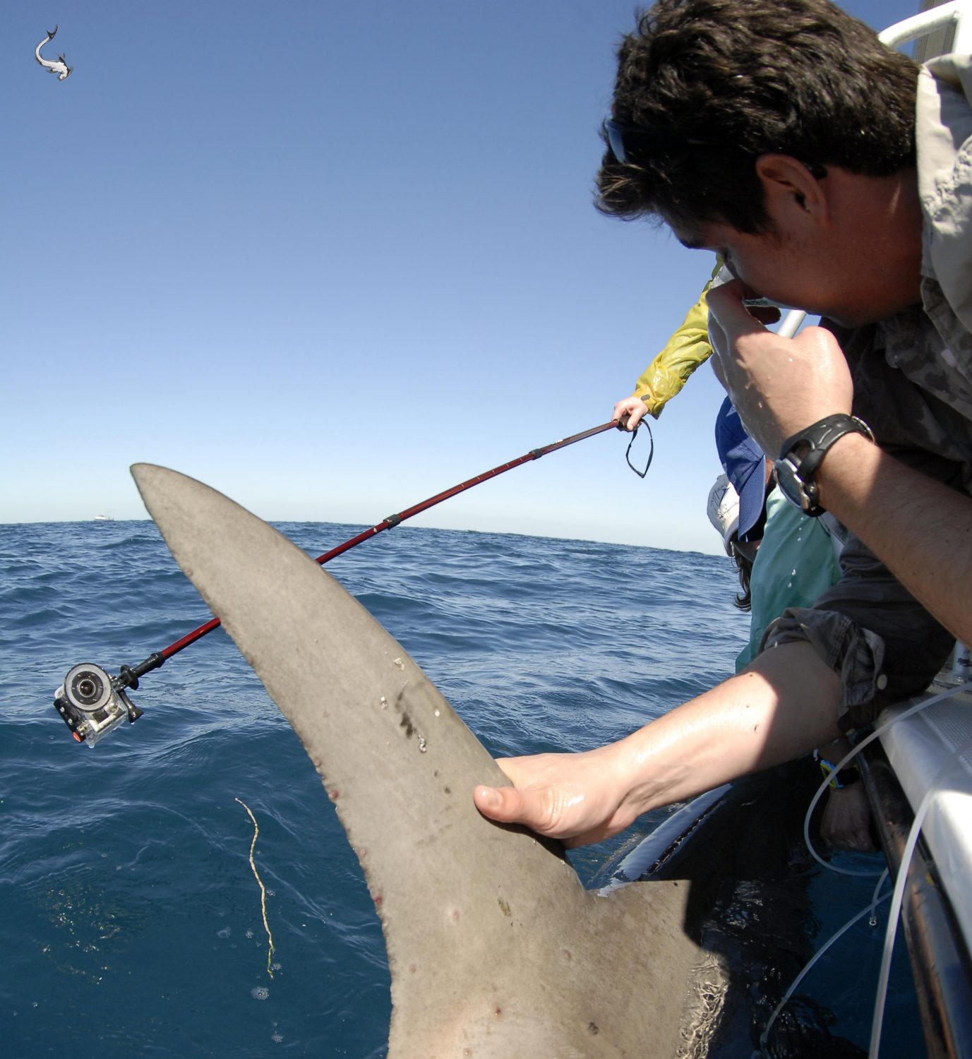 dorsal – Shark Research & Conservation Program (SRC) | University of Miami
