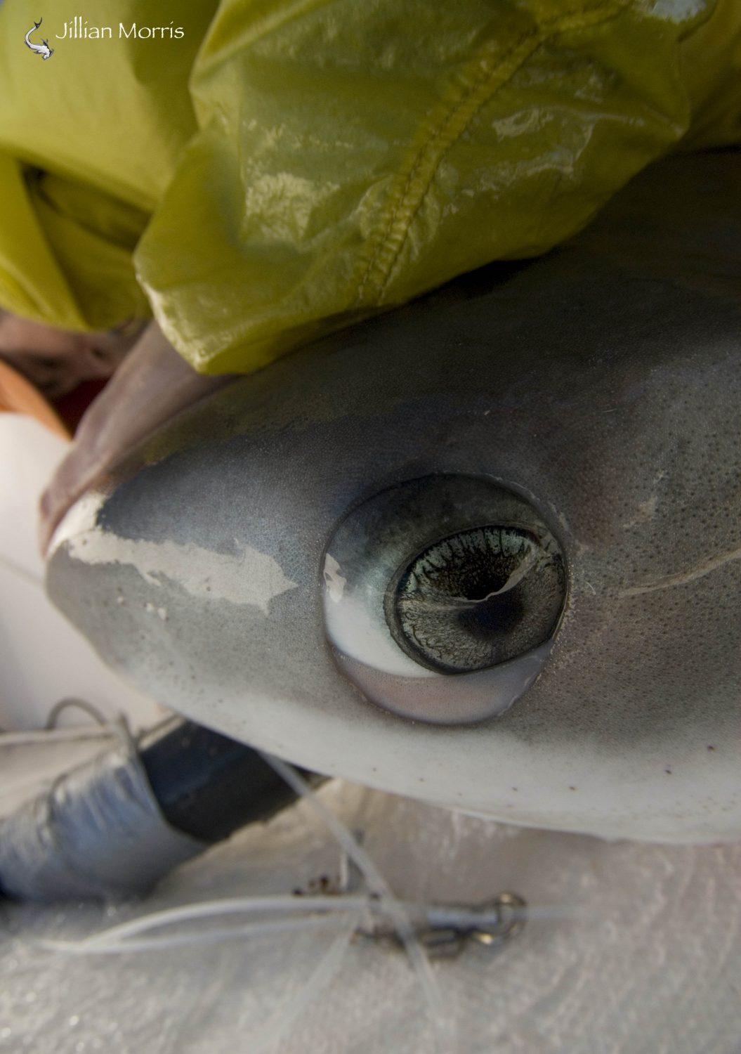 eyeye – Shark Research & Conservation Program (SRC) | University of Miami