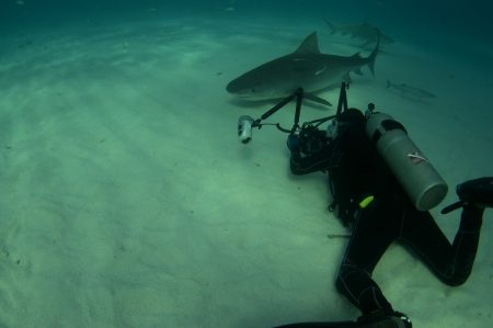 neil_and_tiger – Shark Research & Conservation Program (SRC ...