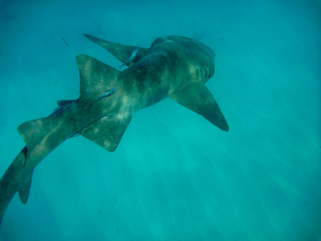 A Nice Relaxing Day – Shark Research & Conservation Program (SRC ...