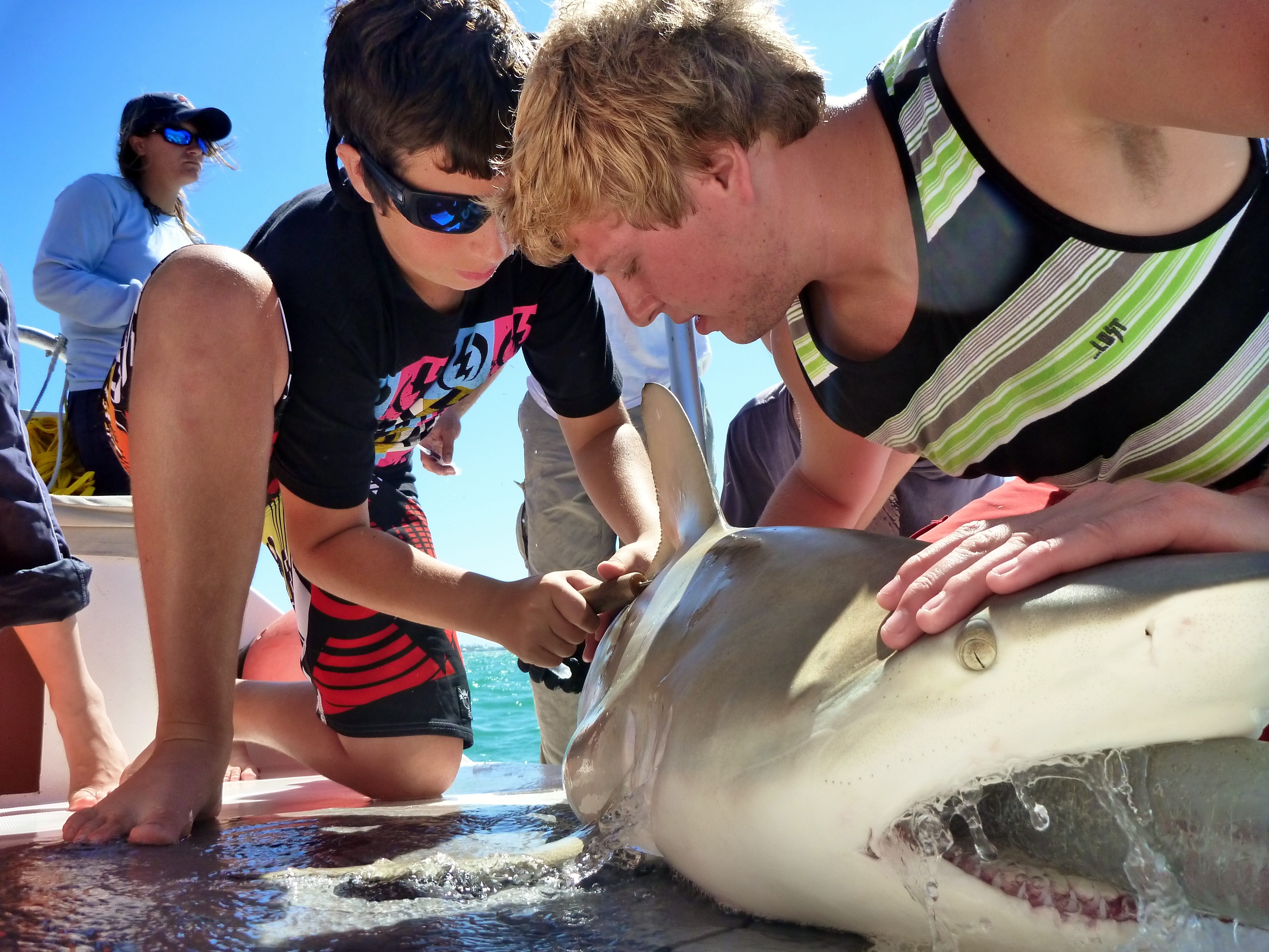 P1020621 – Shark Research & Conservation Program (SRC) | University of ...