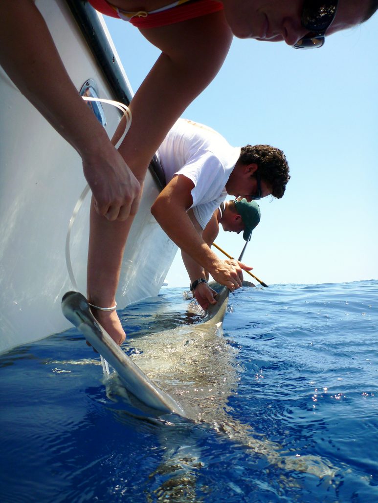 Mid-Week Surprise – Shark Research & Conservation Program (SRC) | University of Miami