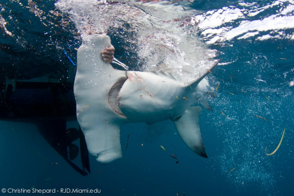 Back in the Game – Shark Research & Conservation Program (SRC ...