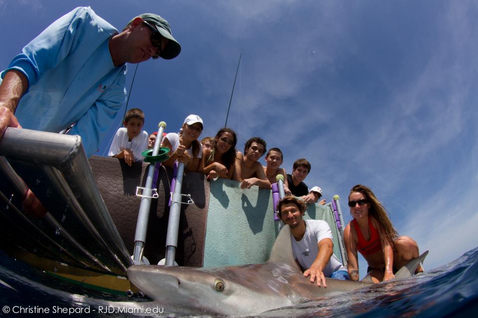 Shark tagging with the UM Global Academy! – Shark Research ...