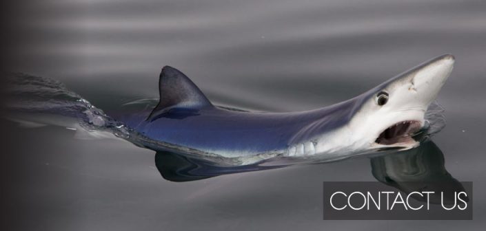 Contact Us – Shark Research & Conservation Program (SRC) | University of Miami