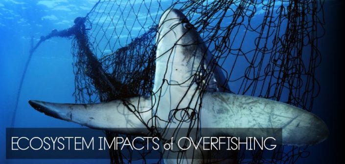 Ecosystems Impacts of Overfishing – Shark Research & Conservation ...