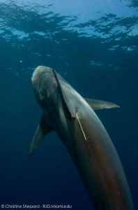 Ecosystems Impacts of Overfishing – Shark Research & Conservation ...