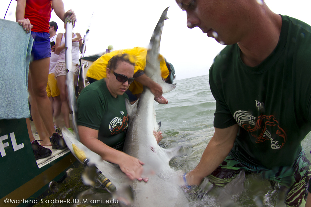 Shark tagging with Miami Dade College and friends – Shark Research ...