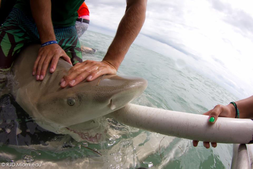Shark Tagging with Experience Aviation – Shark Research & Conservation ...