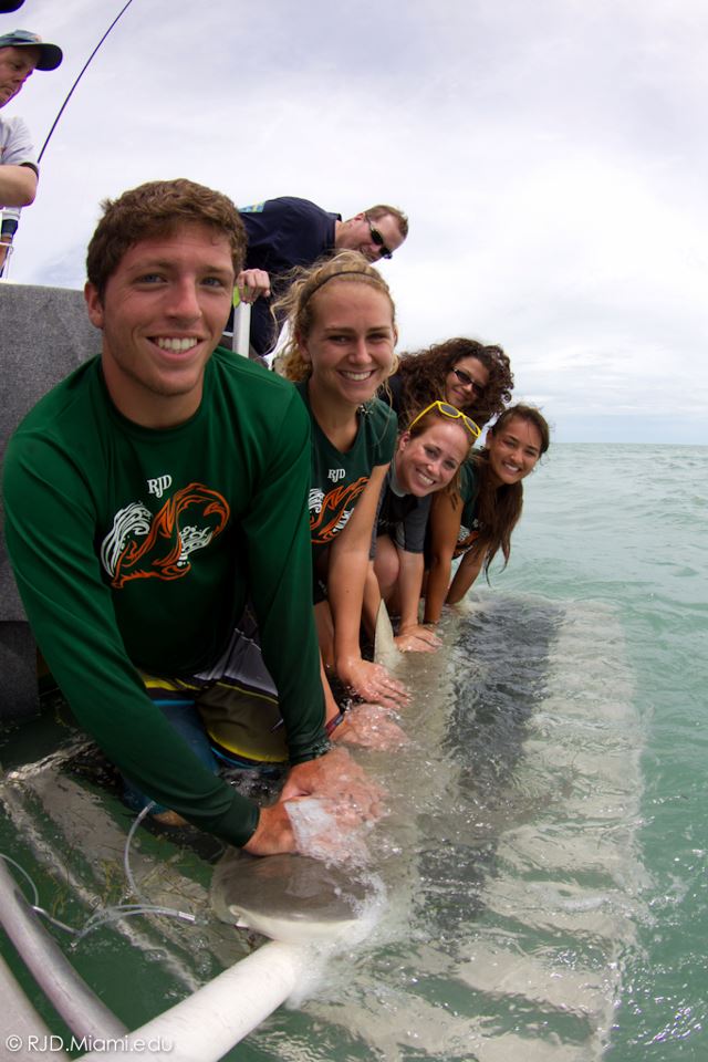 Shark Tagging with Experience Aviation – Shark Research & Conservation ...