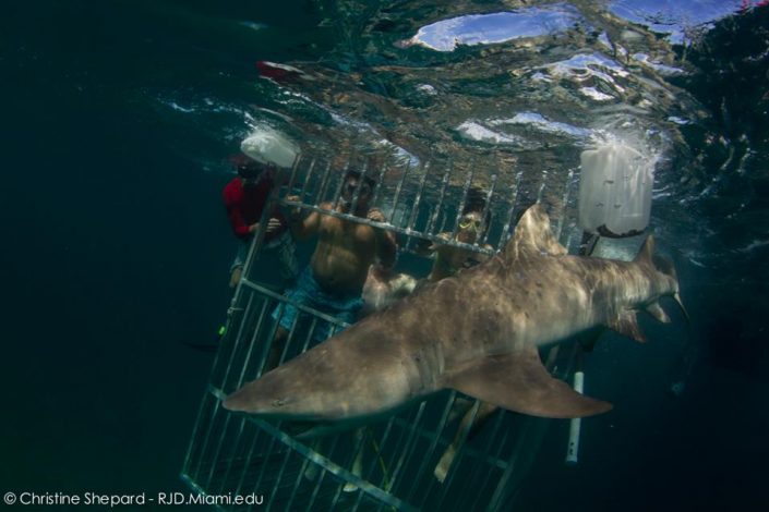 Photo of the week: Cage diving in the Bahamas – Shark Research & Conservation Program (SRC ...