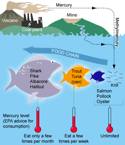 Bioaccumulation & Biomagnification: When Bigger Isn’t Better. – Shark ...