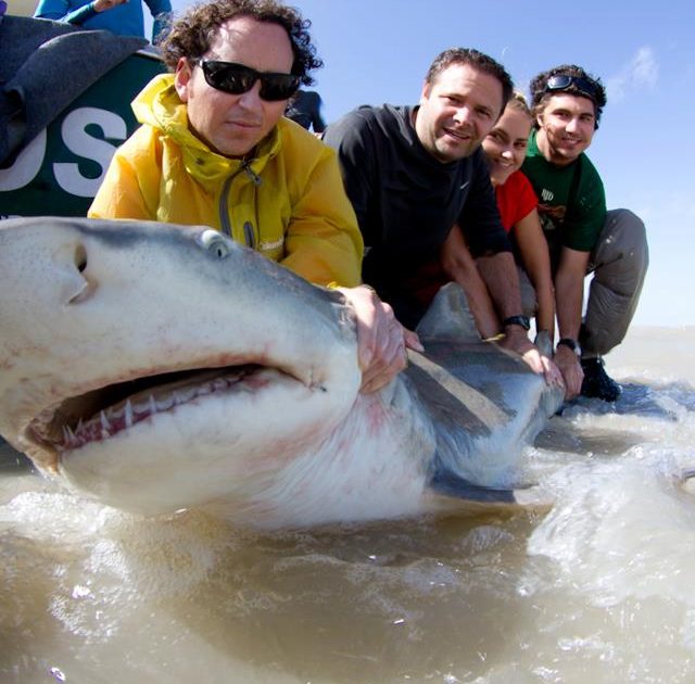 Harmful algal blooms – Shark Research & Conservation Program (SRC ...