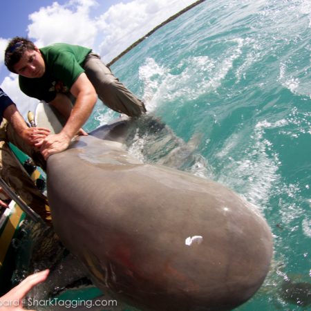 Longlining: A destructive fishing technique – Shark Research ...