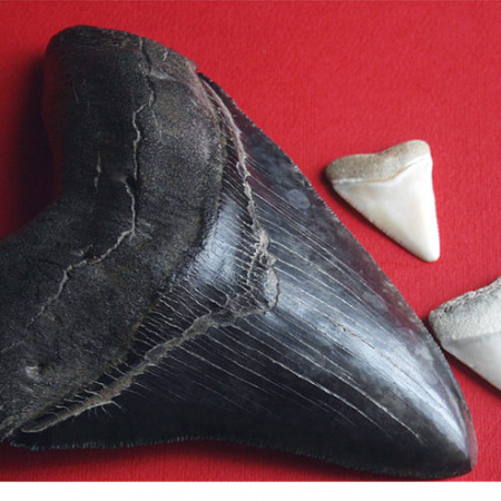 Whale Funeral: Underwater Decomposition of Large Carcasses – Shark ...