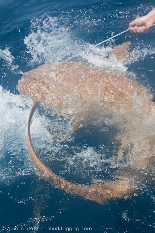 Shark Tagging with St. Thomas Aquinas High School – Shark Research ...