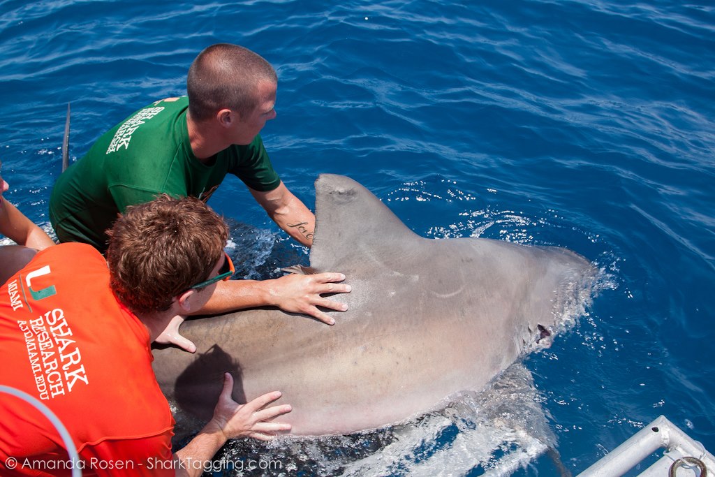 Shark Tagging with St. Thomas Aquinas High School – Shark Research ...