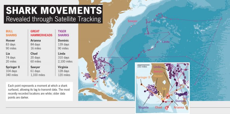 Tracking Sharks – Shark Research & Conservation Program (SRC ...