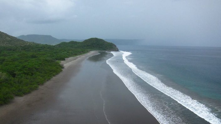 Olive Ridley Arribadas – Shark Research & Conservation Program (SRC ...