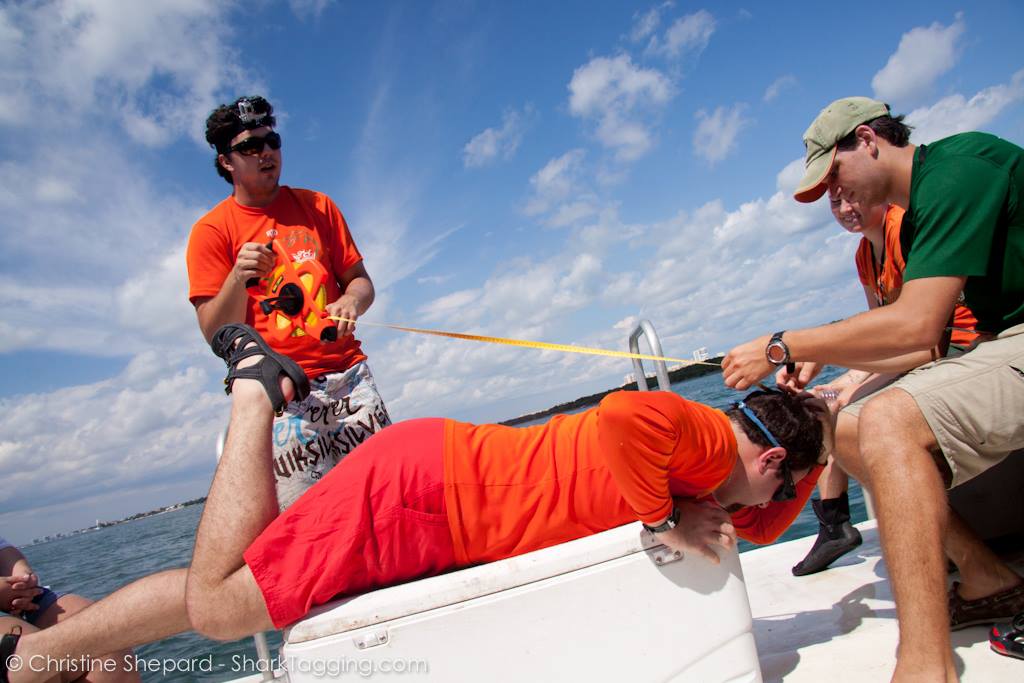 Shark Tagging with ScienceOnline Oceans – Shark Research & Conservation ...