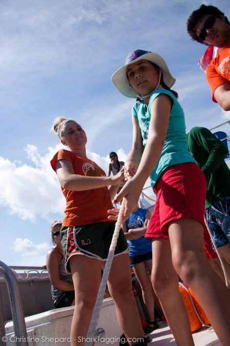 Shark Tagging with ScienceOnline Oceans – Shark Research & Conservation ...