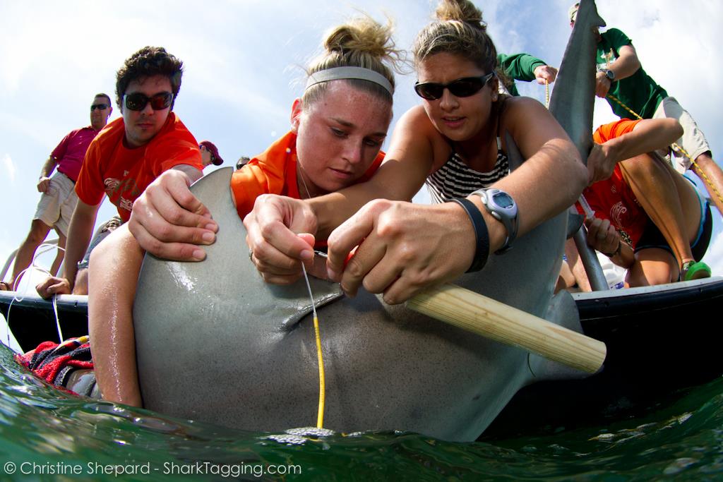 Shark Tagging with ScienceOnline Oceans – Shark Research & Conservation ...