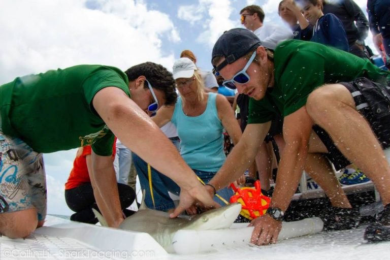 Shark Tagging with Advancement – Shark Research & Conservation Program ...