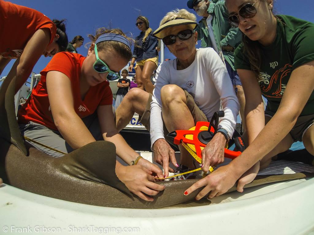 Shark Tagging with Citizen Scientists – Shark Research & Conservation ...