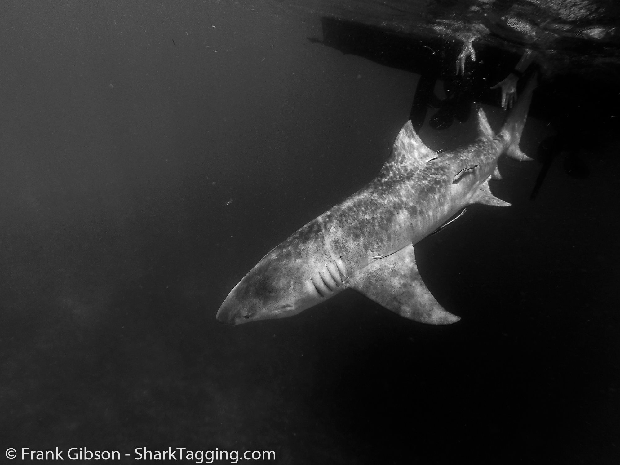Shark Tagging with Citizen Scientists – Shark Research & Conservation ...