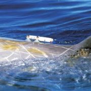 Watered Down Medicine: The Influence of Marine Organisms in Medicine ...