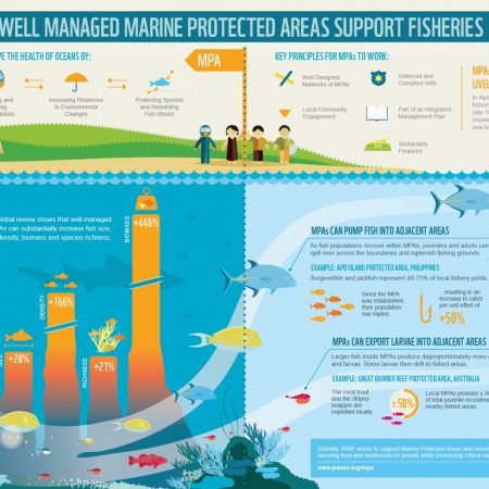 Commercial Shrimp Trawling: the profit does not out weigh the damaging ...
