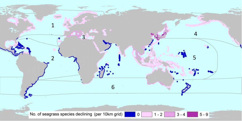 Current threats to coastal seagrass ecosystems – Shark Research ...