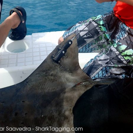 Current threats to coastal seagrass ecosystems – Shark Research ...