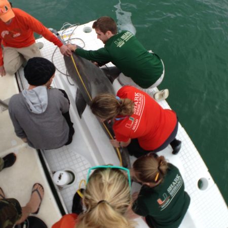 Offshore Windmill’s Impact on the Marine Environment – Shark Research ...