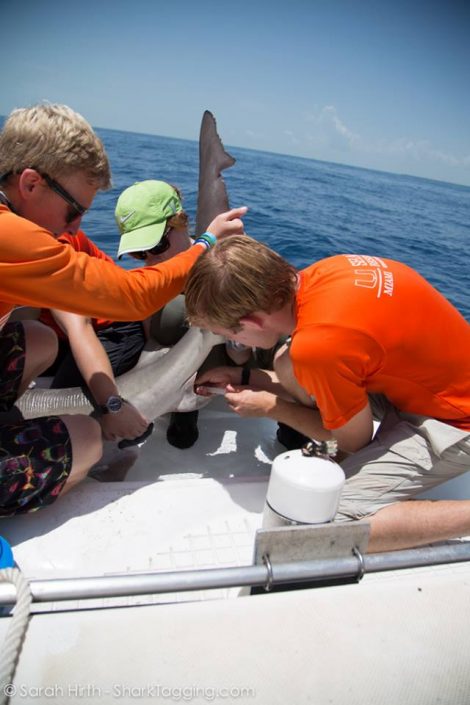 Hanover drawing blood – Shark Research & Conservation Program (SRC) | University of Miami
