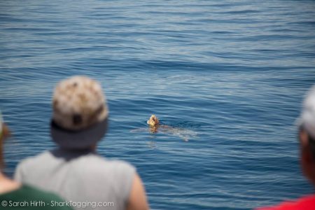 Sea turtle – Shark Research & Conservation Program (SRC) | University ...