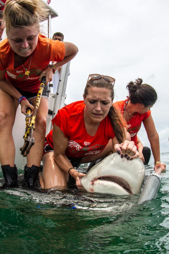 IMG_2191 – Shark Research & Conservation Program (SRC) | University of Miami