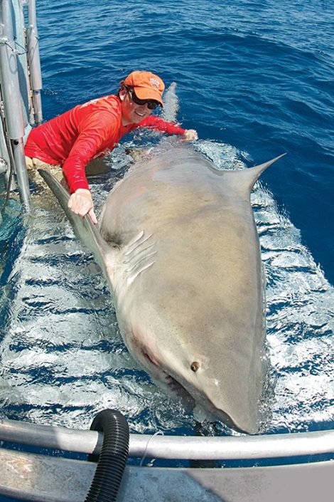 Meet Our Team: Dr. Neil Hammerschlag – Shark Research & Conservation ...
