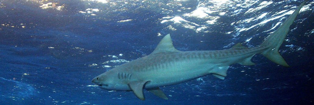 Neil Hammerschlag and Shark_E_Photo by Aaron Whitemore – Shark Research ...