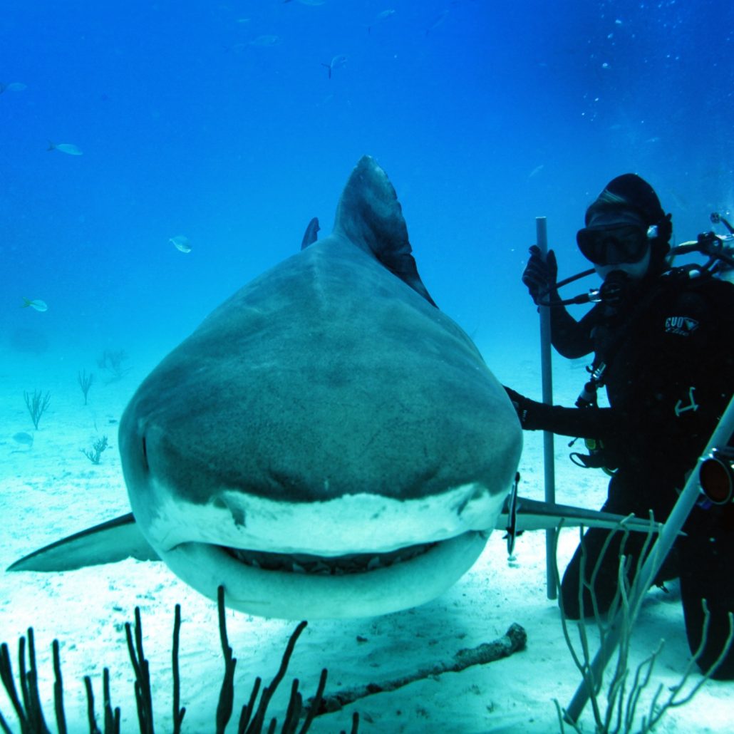 Meet Our Team: Emily Rose Nelson – Shark Research & Conservation ...